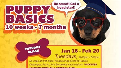 Dog Training Classes For Puppies And Dogs Of All Ages Enroll Today