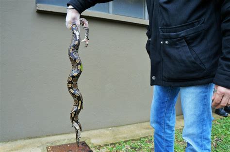 Toul Les Insolites De Lannée 2019 Le Python Passe Par La Fenêtre Et