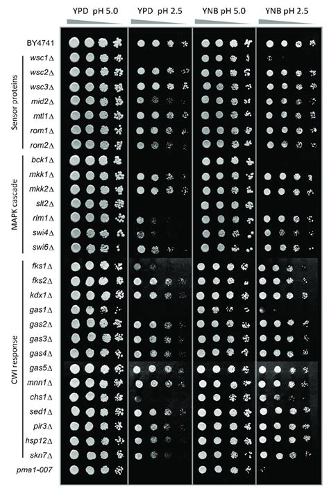 Screening For Low Phex Sensitive Mutants Involved In Cell Wall