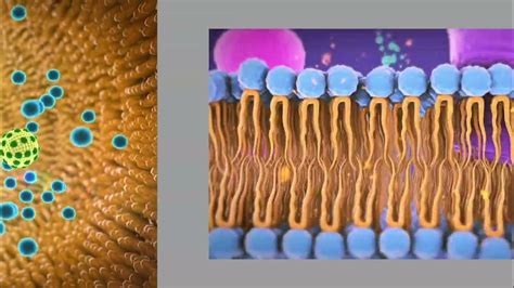 Enterohepatic Recirculation Youtube