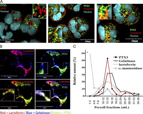 Localization Of Ptx3 Within Neutrophil Granules A Localization Of