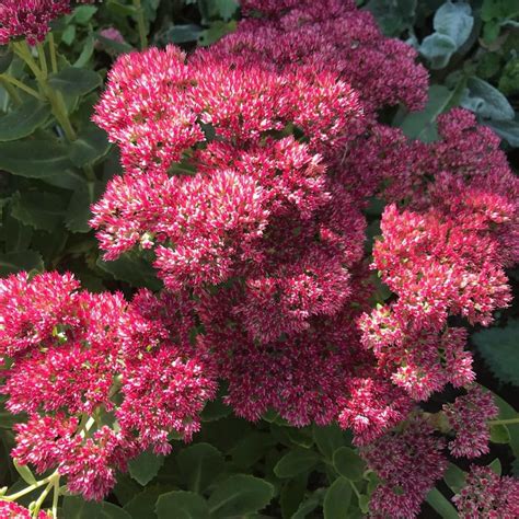 Sedum Prominent: снимка на Sedum, сортове, засаждане, размножаване и ...