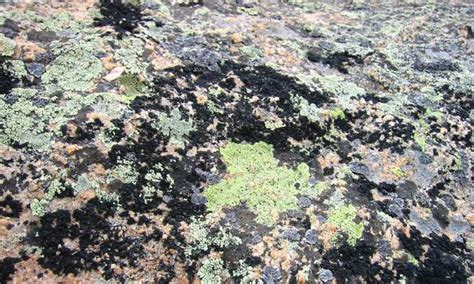地衣的生长环境及适合生长的条件（探秘地衣的生命之谜）花植网