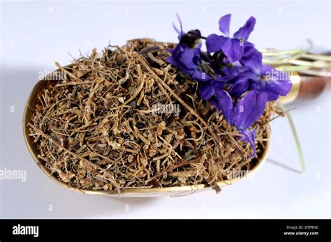 Wood Violet Viola Odorata Dried Violet Root Sweet Violet Fragrant