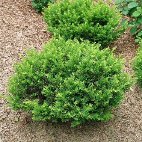 Taxus Baccata Yew Shrubs For Sale Evergreen Hedges Growjoy