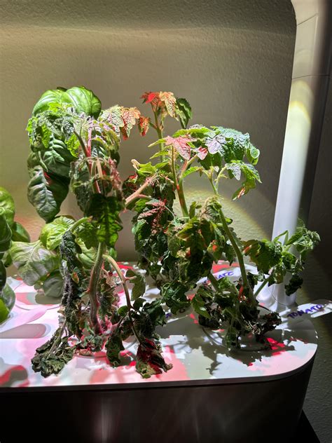 Soft Tomato Leaves And No Flowers Plants And Care Click And Grow Ask