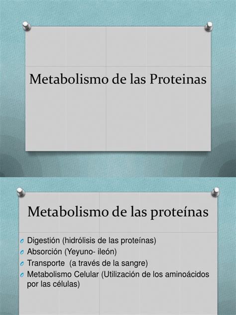 Metabolismo De Las Proteinas Pdf Proteínas Transaminasa
