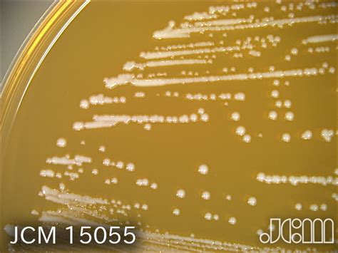 Jcm 15055 Jcm Catalogue