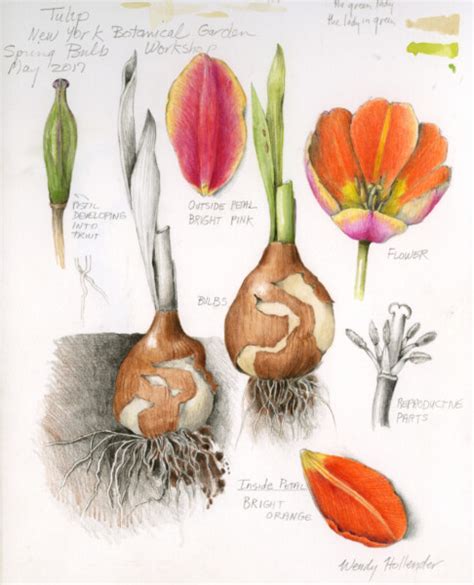 How To Draw A Tulip In 12 Easy Steps Draw Botanical Llc
