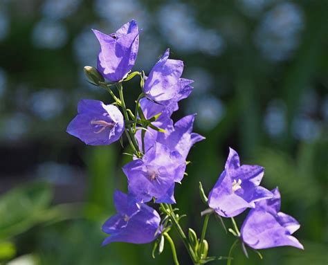 Цветы колокольчики 68 фото