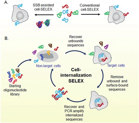 A Schematic Representation Of Ssb Assisted Cell Selex And Conventional