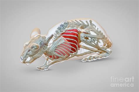 Chinchilla Anatomy 1 By Science Photo Library