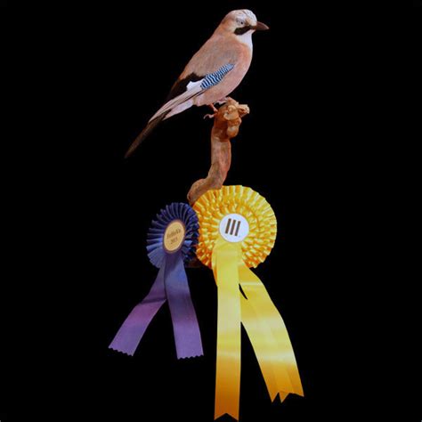 Bird First Class Trophy Taxidermyfirst Class Trophy Taxidermy
