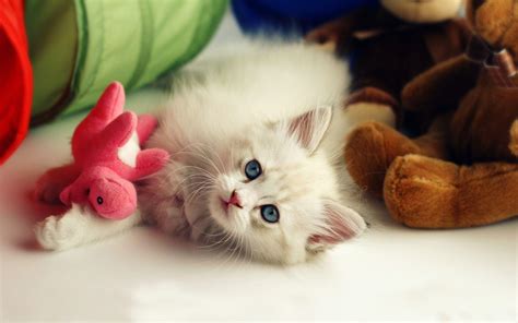 White Kitten Wallpapers Top Free White Kitten Backgrounds
