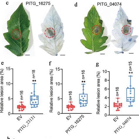 Tomato Leaf Phenotype And Lesion Area After P Infestans Infection A D Download Scientific
