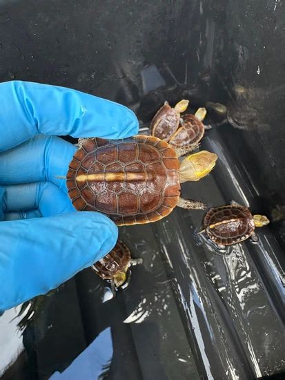 Chinese Box Turtle Hatchlings By Southern Reptiles