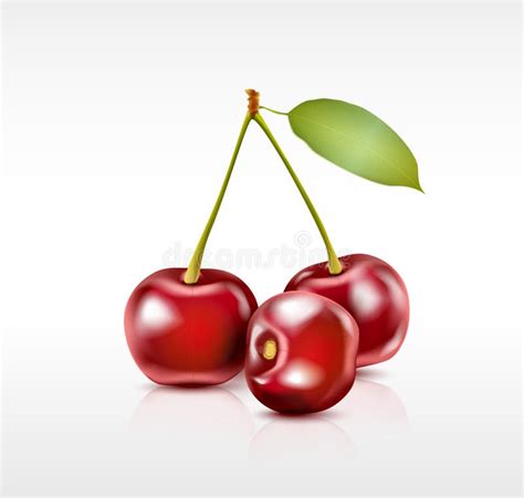 Three Cherry Berries Stock Vector Illustration Of Ripe 56767834