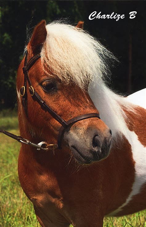 Index Mini Shetlandde