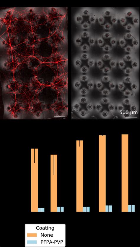 Coating The Top Surface Of The Pdms Microstructure Prevents Axons From