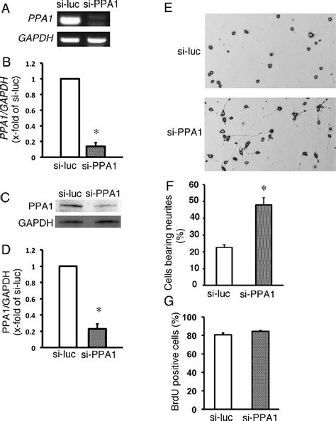 Regulation Of Neuron Projection Development Semantic Scholar
