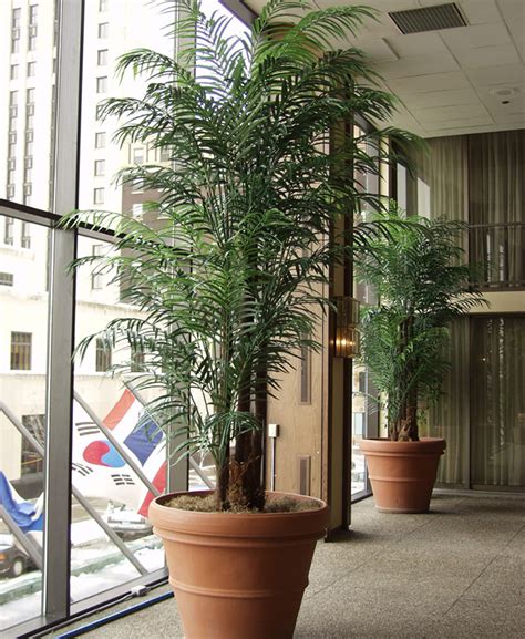 Silk Indoor Plants For Radisson And Sheraton Hotel Atriums