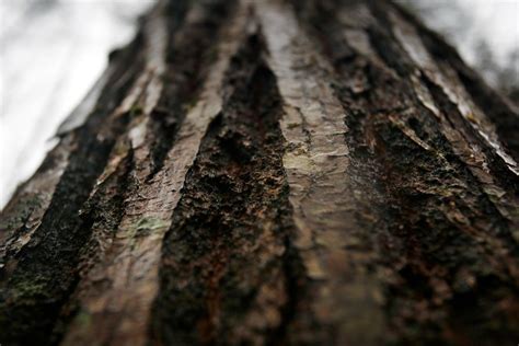 Saving The American Chestnut Tree Is Contentious Insidehook