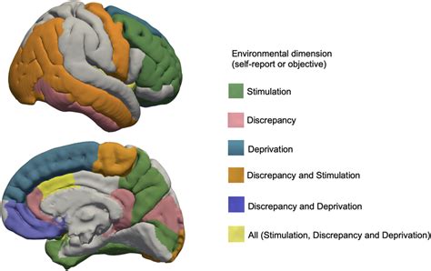Of Regions For Cortical Thickness And Surface Area That Related To