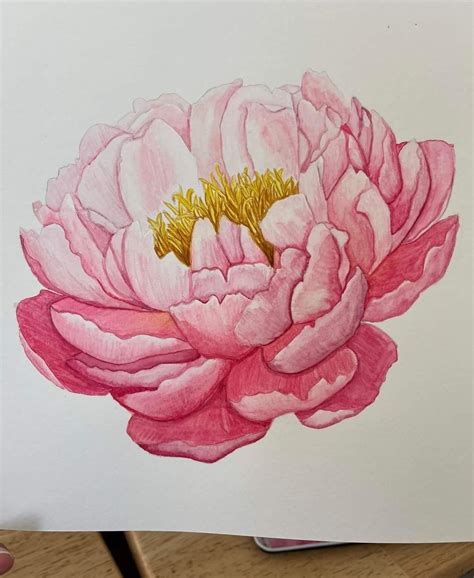 Simple And Beautiful Pink Flower Drawing Pink Peony Drawing Ideas