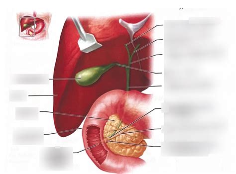 Liver Gallbladder Pancreas Diagram Quizlet