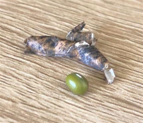 Seed Identification R Gardeningaustralia