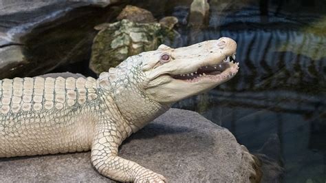 San Franciscos Beloved Albino Alligator Dies At 30 Axios San Francisco