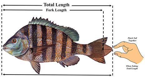 Sheepshead Graphic Nc Deq