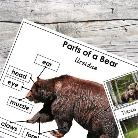 Parts Of A Bear Life Cycle Types Of Bears Printables Montessori