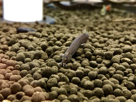 The Complete Guide To Black Kuhli Loach Fish Care And Behavior Pet