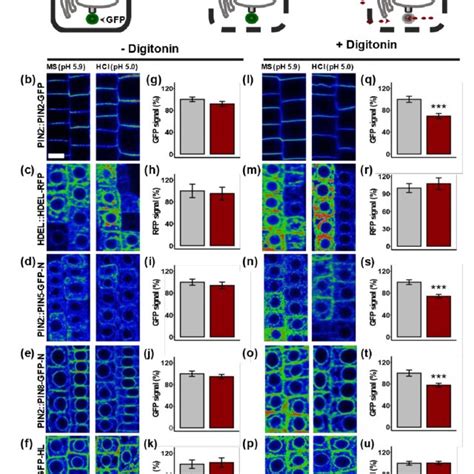 Pin5 And Pin8 Act Antagonistically On Primary Root Growth Download