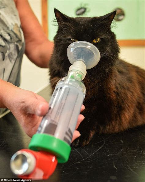 Cat Matilda Gets Specially Adapted Inhaler To Help With Her Asthma