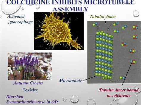 Anti Inflammatory And Immunosuppressive Drug Ppt