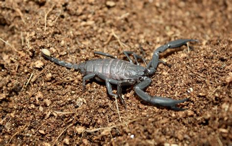Scorpion Citadelle Thailand Flat Rock Scorpion — Arachnid Rarities