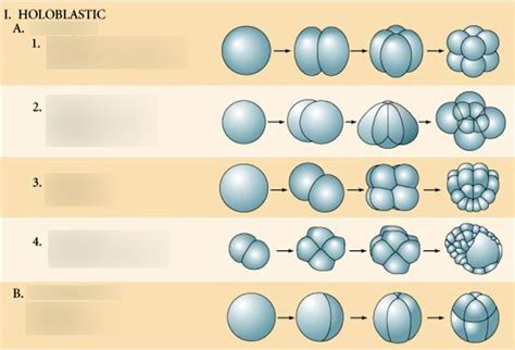 Early Embryonic Development Diagram Quizlet