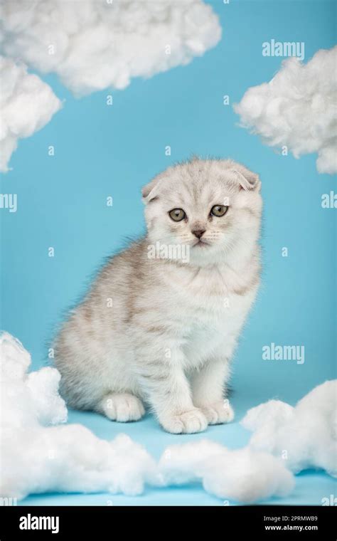 Portrait Of A Cat Breed Scottish Silver Fold On A Blue Background Stock