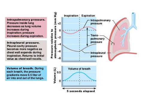 Chapter 22 Respiratory System 2