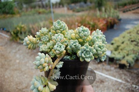 Sedum Clavatum