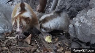 Cute Slow Loris  Slow Yet Incredibly Cute Slow Lorises Need Their