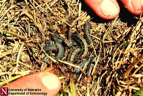 Army Worms Reach Epidemic Levels Wacky Weather Spurs Other Damage