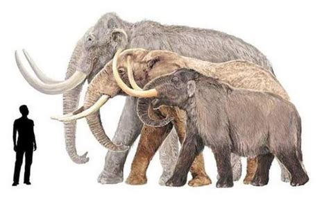 Woolly Mammoth Compared To Elephant Size