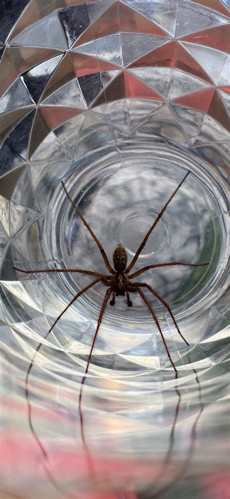 Bil Found This Bad Boy Rspiders