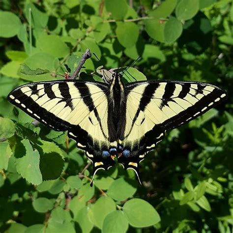 Papilionidae Papilio Rutulus Papilio Rutulus Bugguidenet