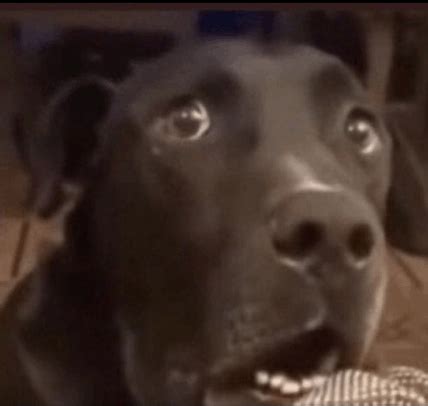 Shocked Dog Meme Shocked Dog Discover And Share S