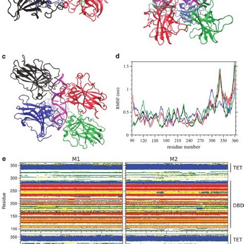 The 3d Structure Model Of P53 Is Shown Here In Its Tetramer Form Bound Download Scientific
