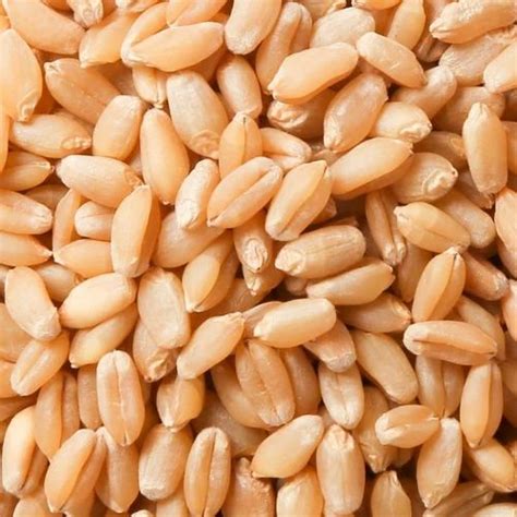 Indian Organic Wheat Seed For Fdh Packaging Size Fj At Rs 35kg In